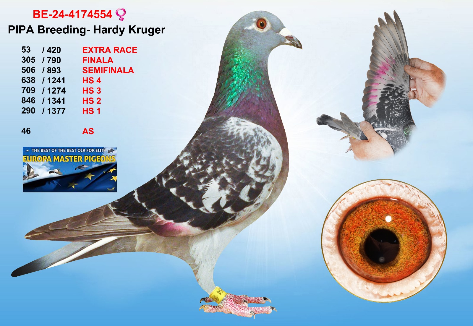 (♀️) 53th place - BE-24-4174554 - PIPA BREEDING - HARDY KRUGER